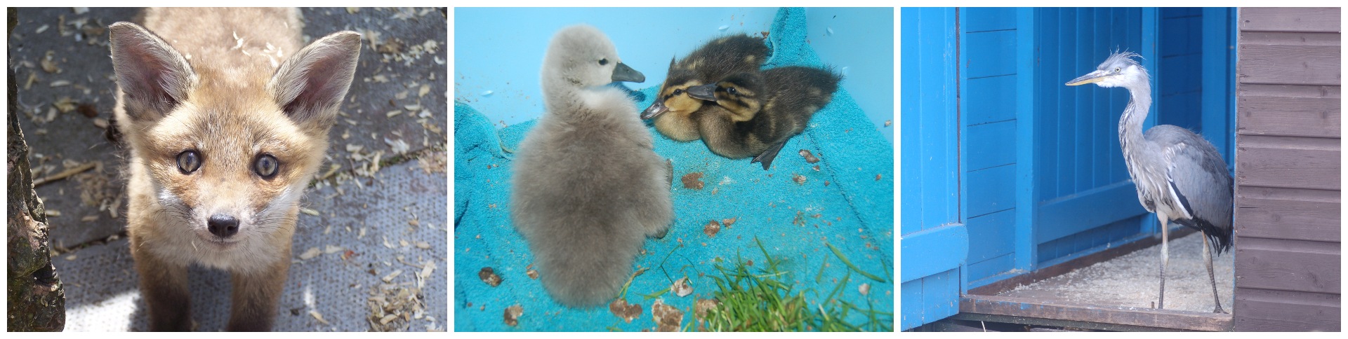 First Aid For Wildlife In Need | Hessilhead Wildlife Centre