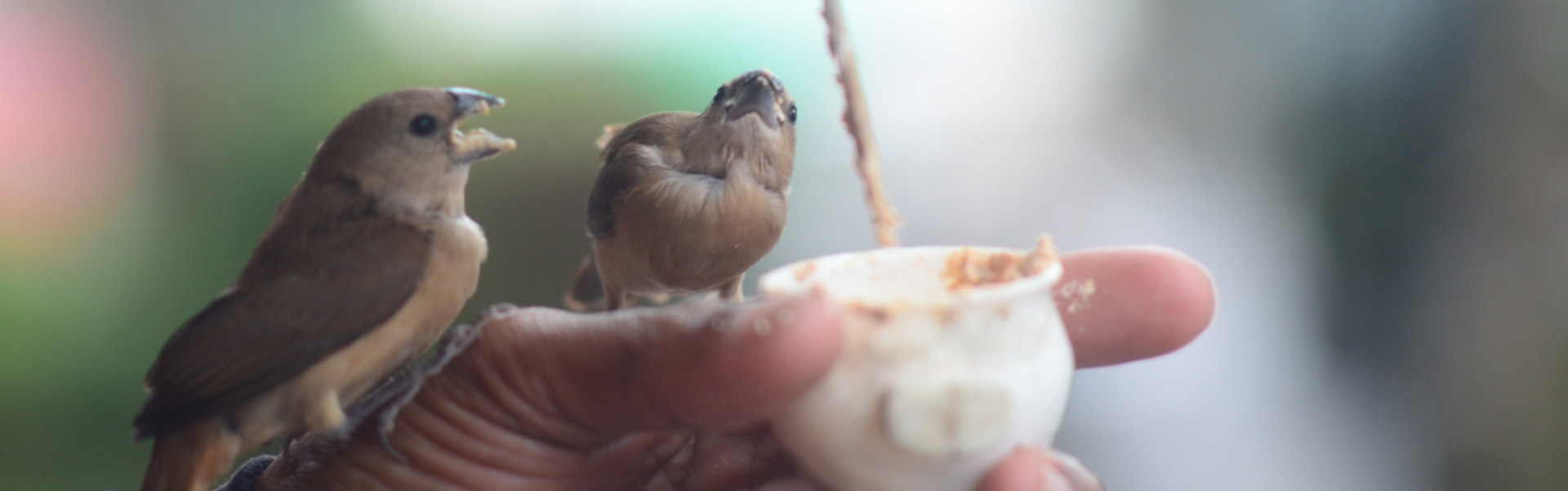 Hand Rearing Birds | Fledgelings & Nestlings | Hessilhead Wildlife Centre