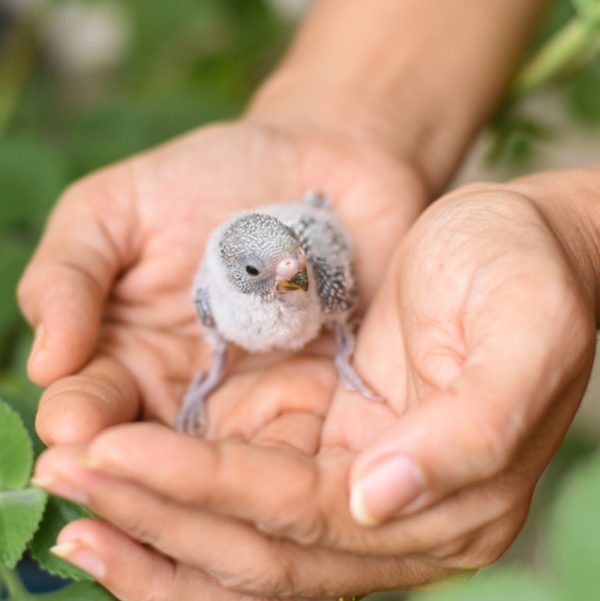 Hand Rearing Birds | Fledgelings & Nestlings | Hessilhead Wildlife Centre